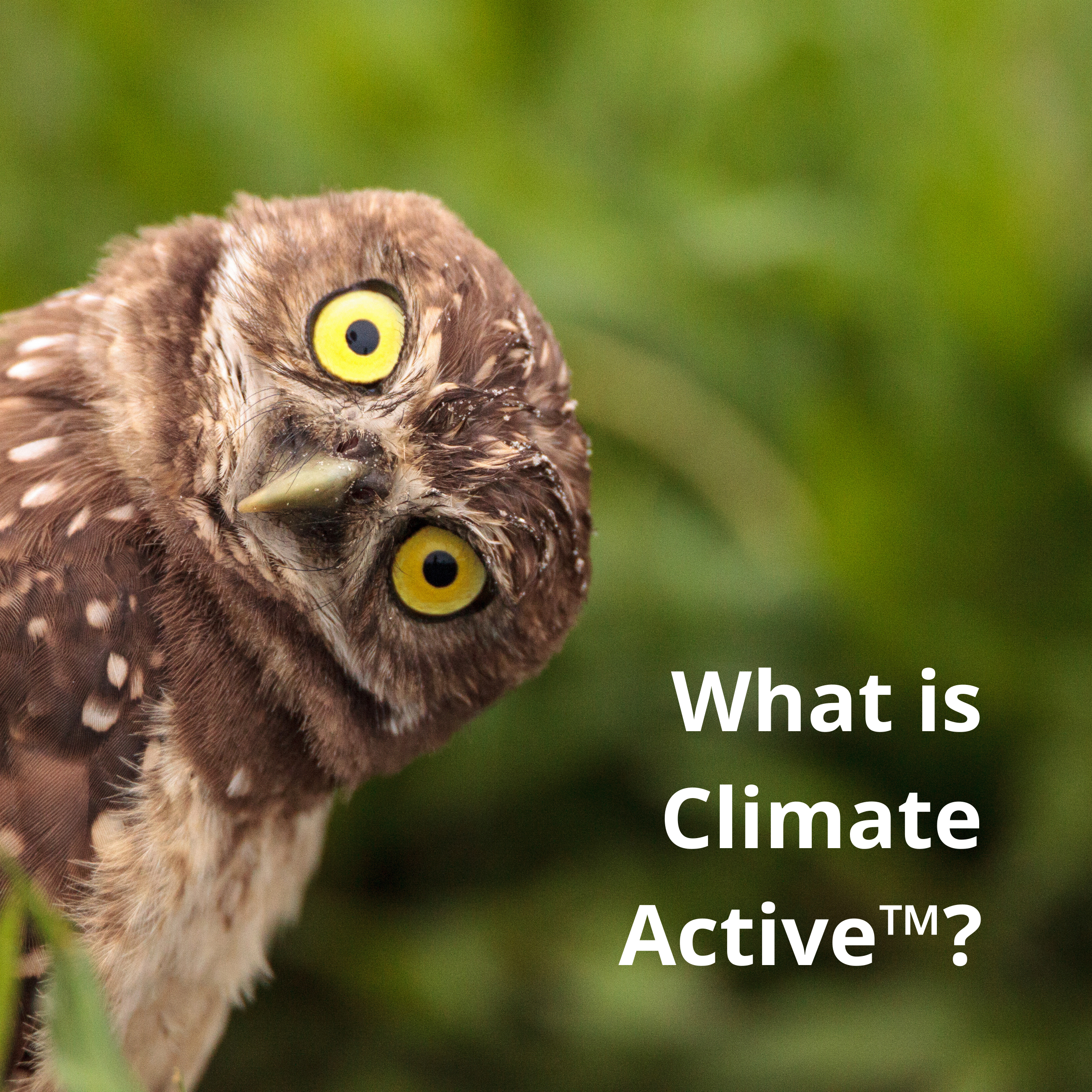 Street Furniture Australia's Journey to Carbon Neutrality | Spruce & Gander