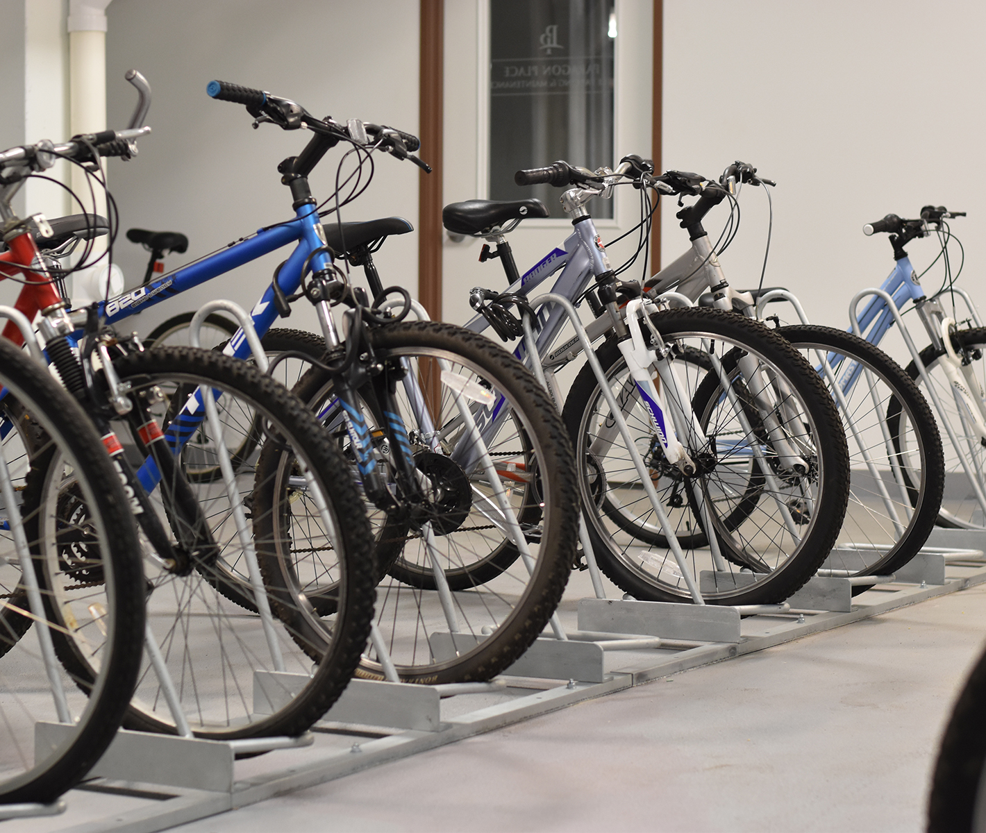 Shark | Spruce & Gander