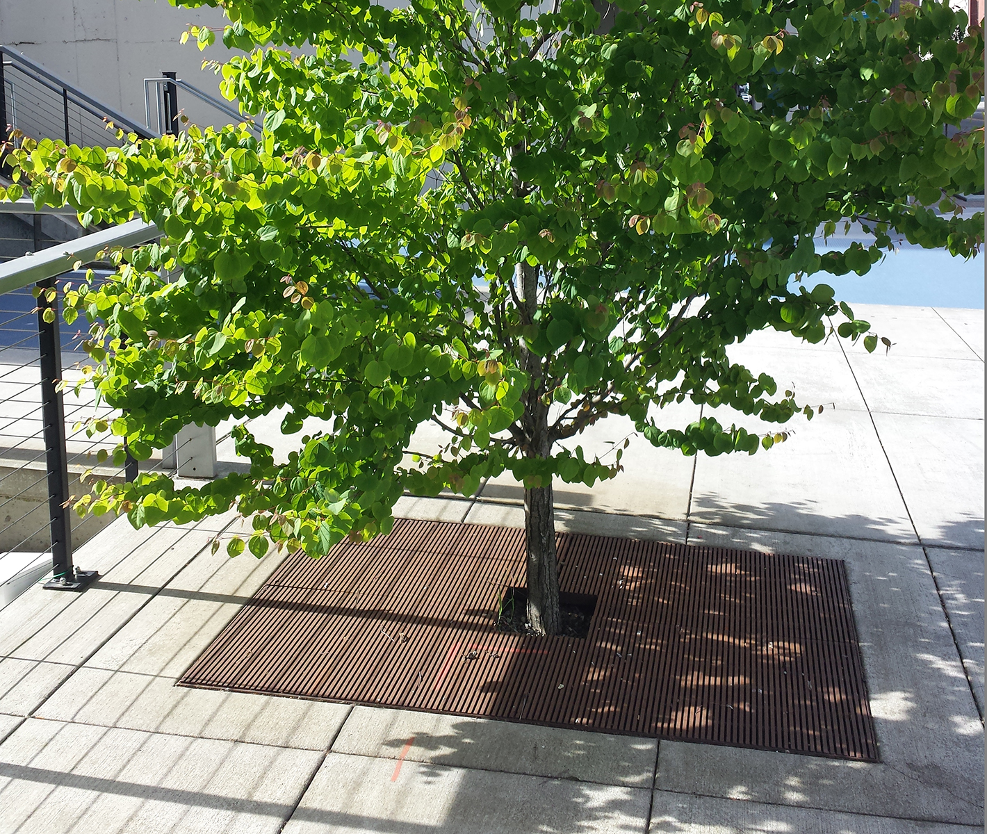 Jamison Tree Grate | Spruce & Gander